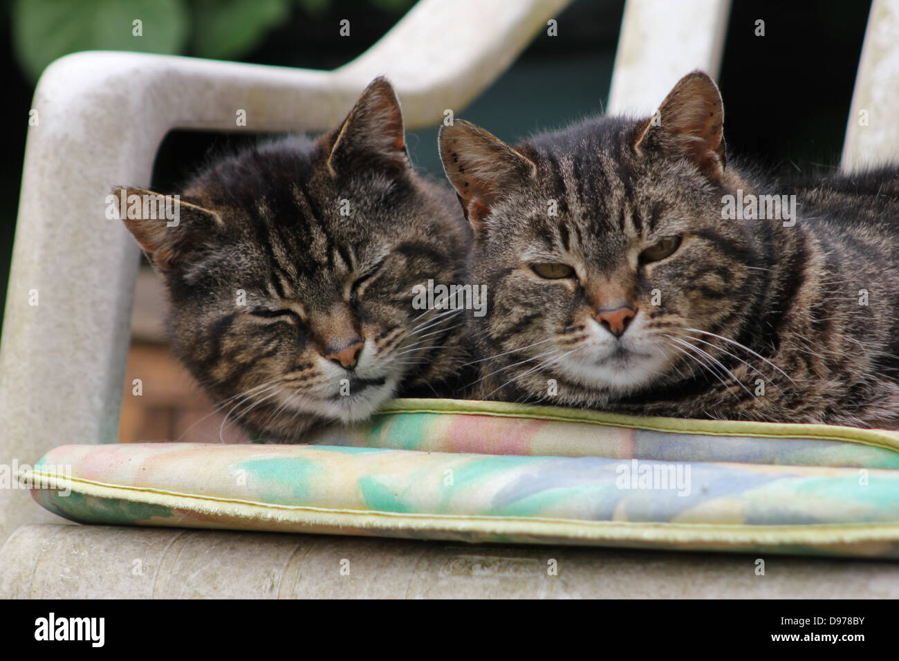 Pet cats hi-res stock photography and images - Alamy