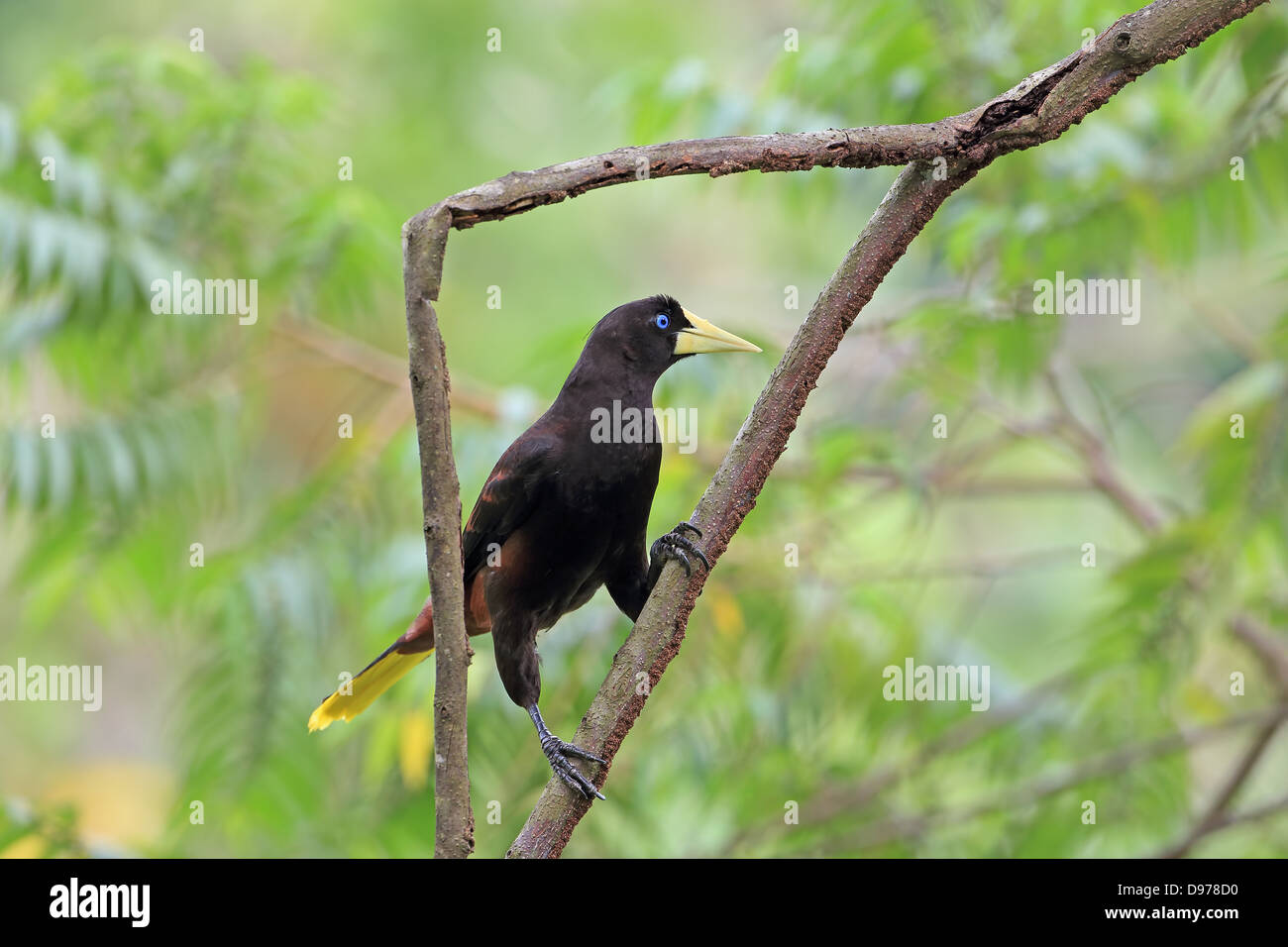 Crested Oropendola (Psarocolius decumanus Stock Photo - Alamy