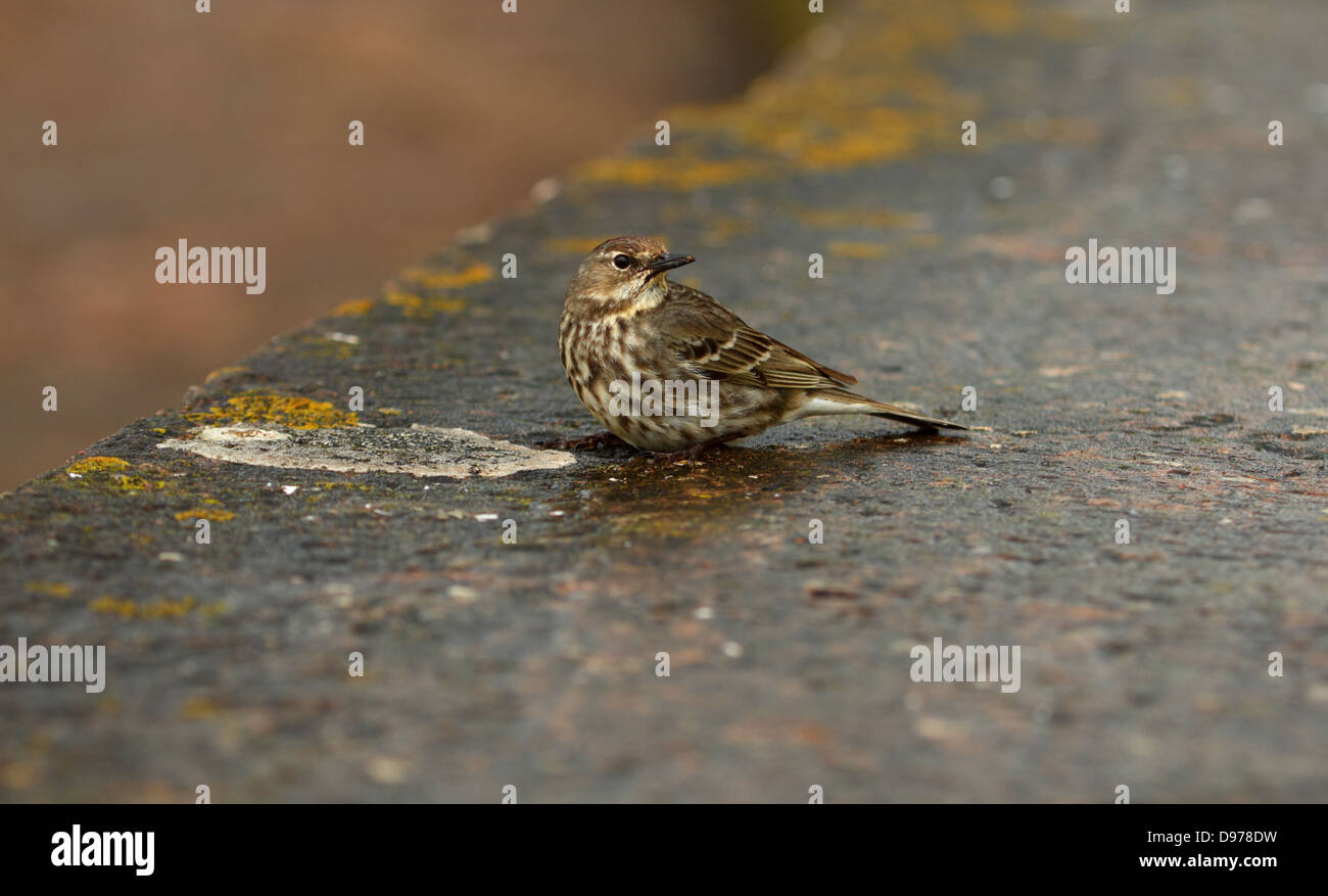 Shoreline pipit hi-res stock photography and images - Alamy