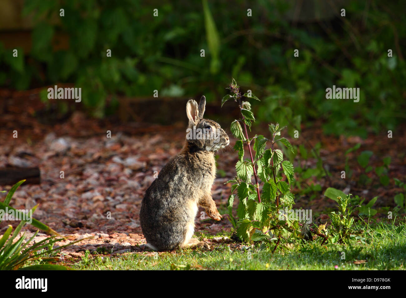 Rabbit standing hi-res stock photography and images - Alamy