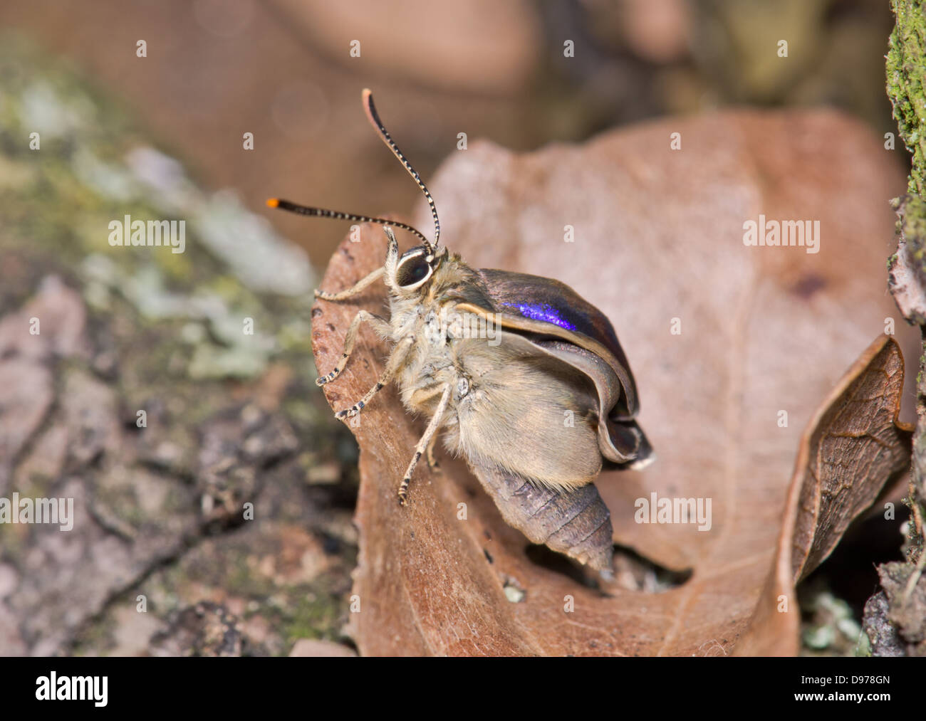 Purple Hairstreak Butterfly (Favonius (formerly Neozephyrus) quercus ...
