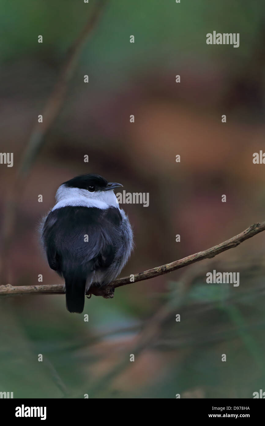 White-bearded Manakin (Manacus manacus Stock Photo - Alamy