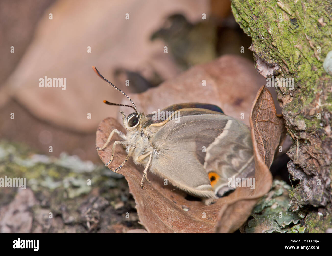 Purple Hairstreak Butterfly (Favonius (formerly Neozephyrus) quercus ...
