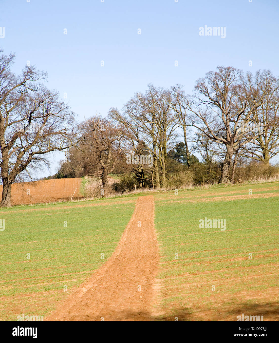 Footpath crossing field planted with crops, Sutton, Suffolk, England ...