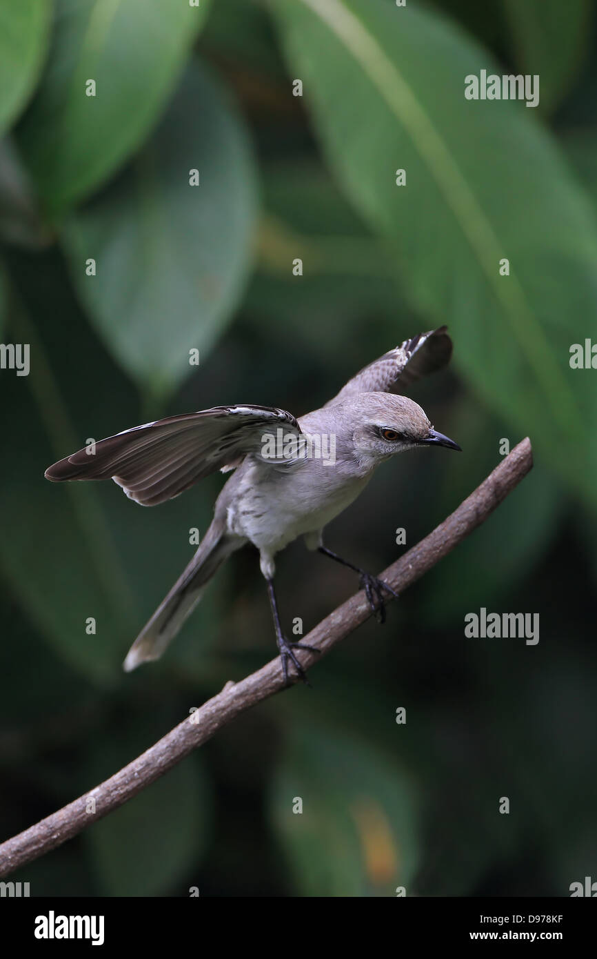 Tropical Mockingbird (Mimus gilvus Stock Photo - Alamy