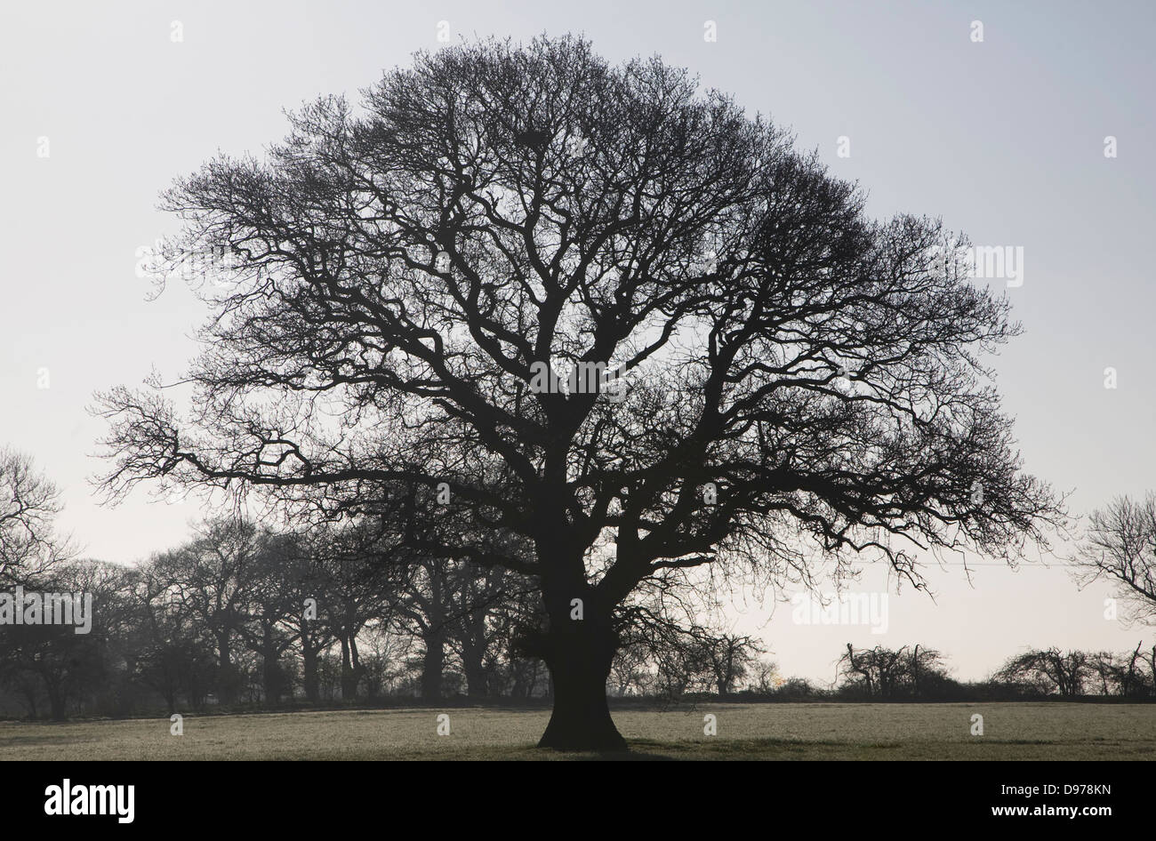 Leafless oak tree hi-res stock photography and images - Alamy