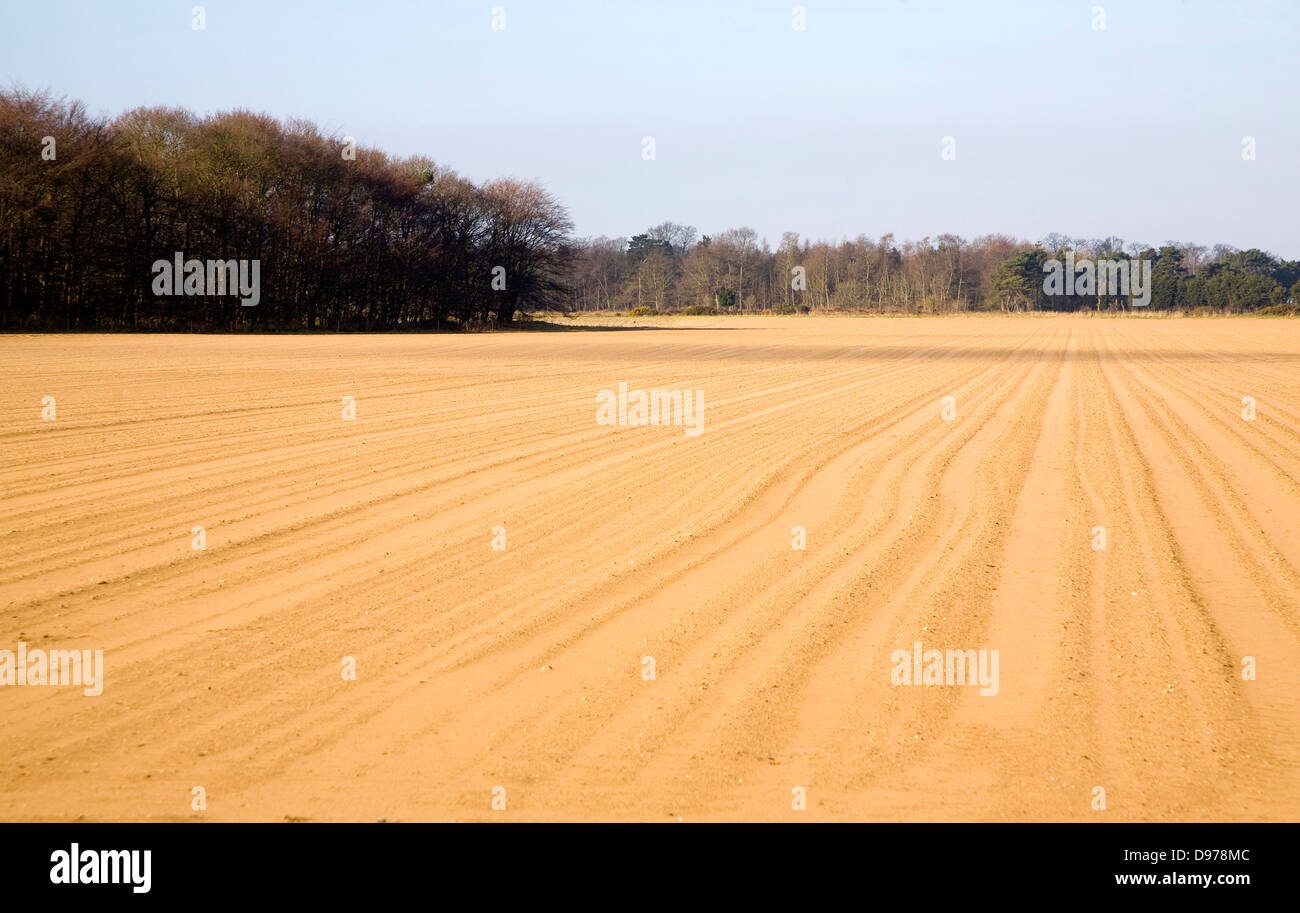 Sandy soil in fields following a strong storm, Suffolk Sandlings at ...