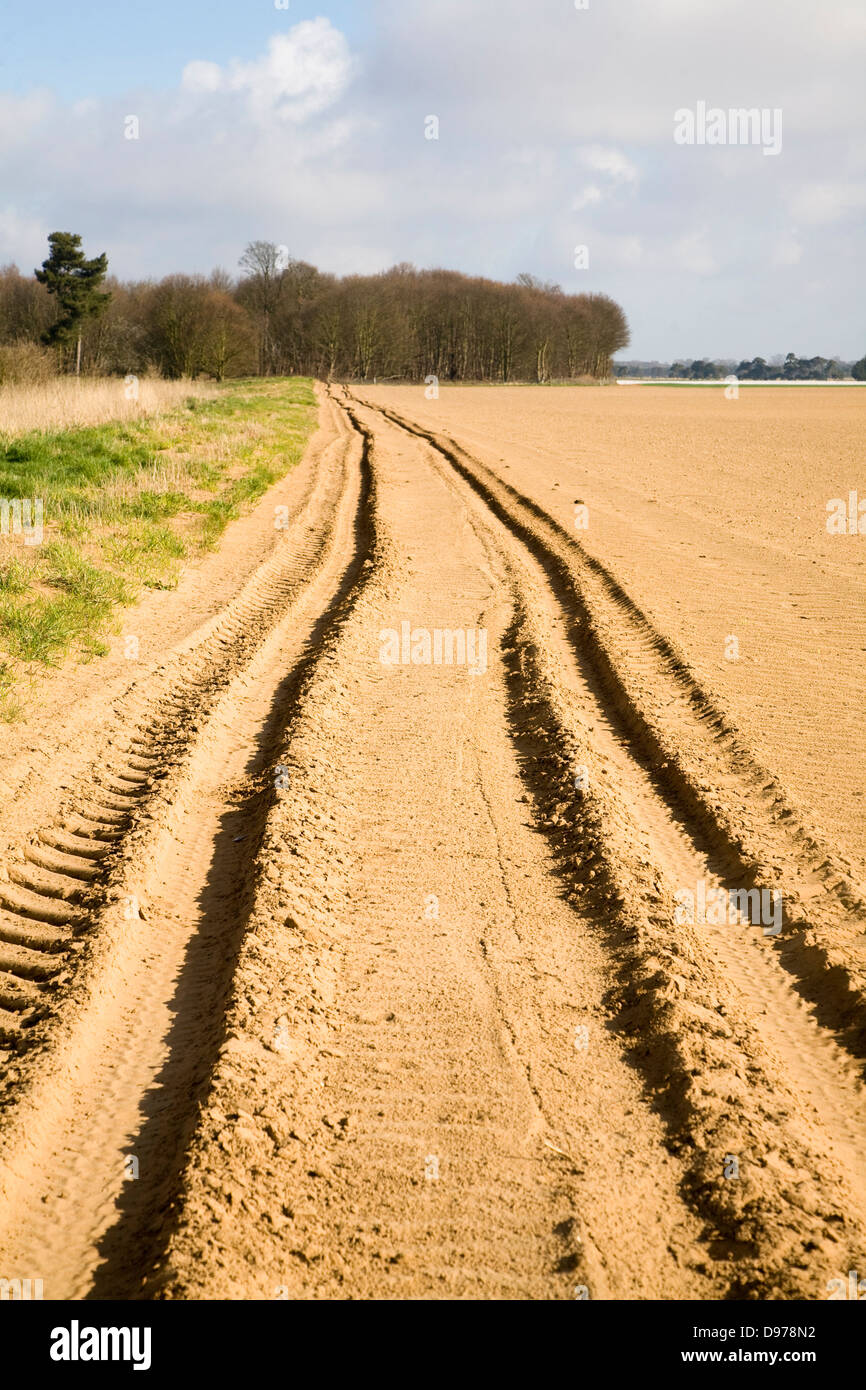 Track crossing sandy fields of farmland on Suffolk Sandlings, Alderton ...