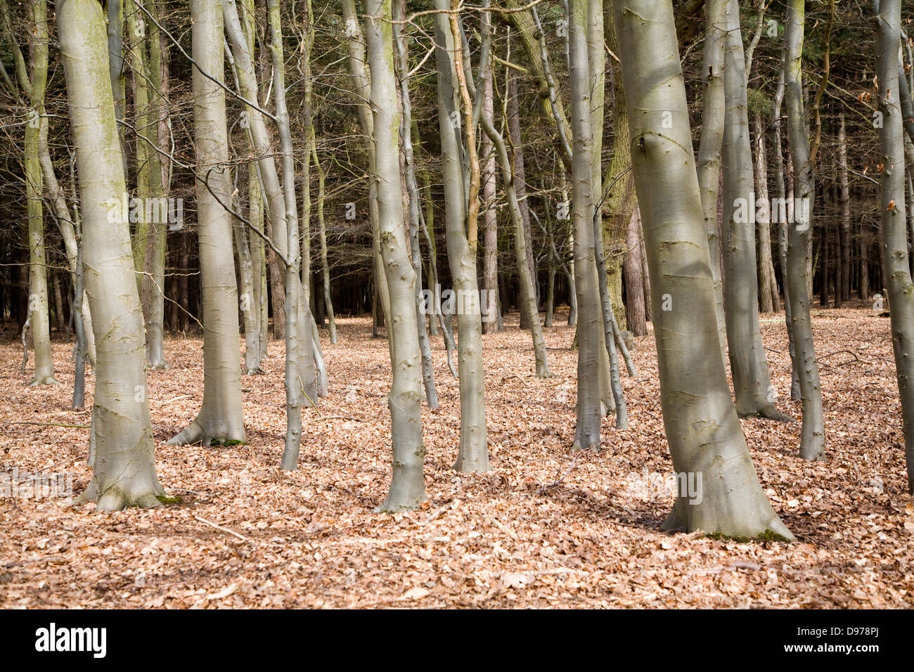 Dense growth of trees with carpet of brown leaf litter in woodland ...
