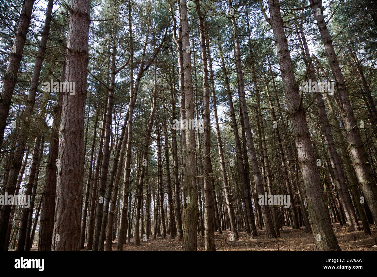 Conifer trees in Rendlesham Forest, Suffolk, England Stock Photo - Alamy