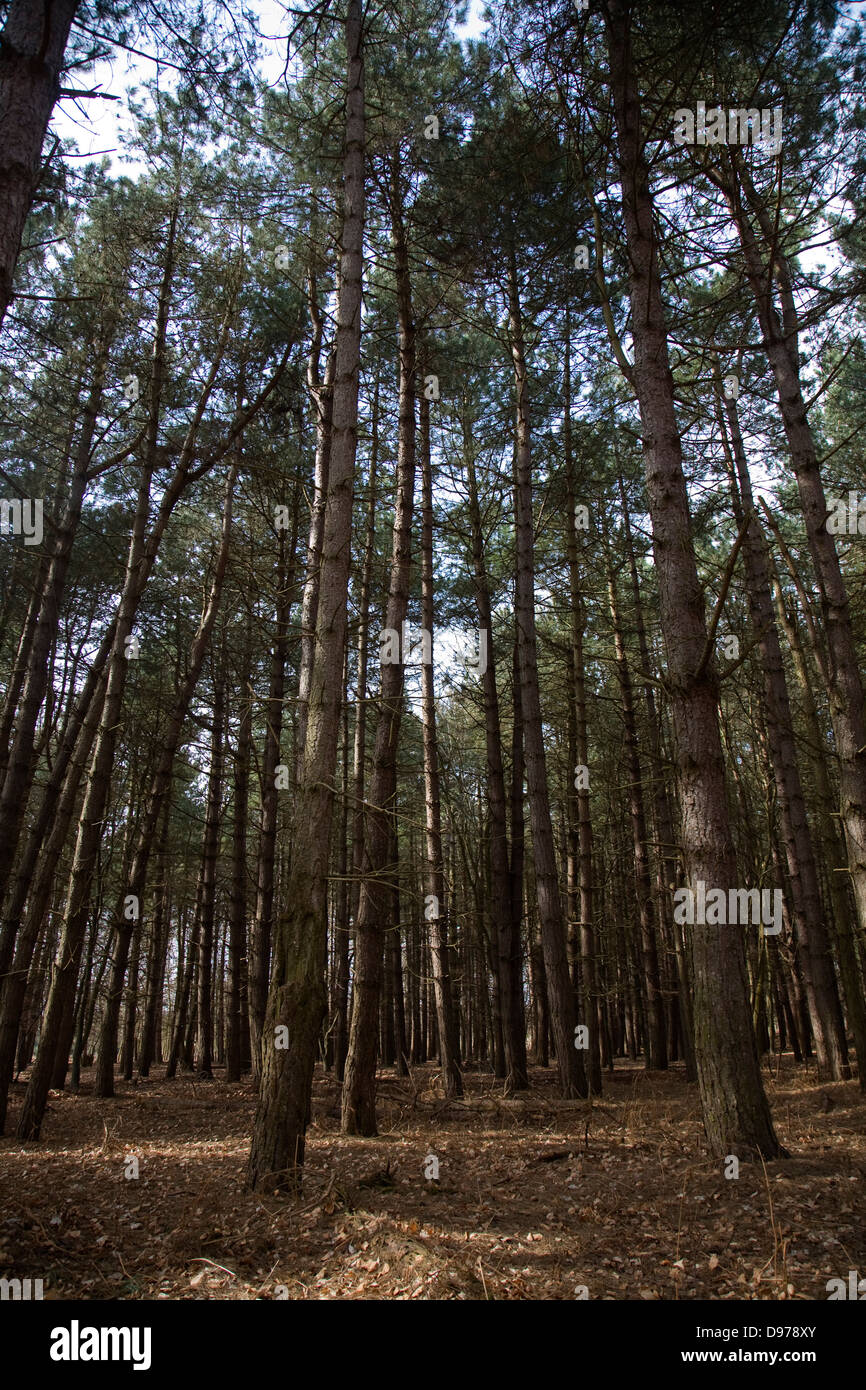 Conifer forest trees hi-res stock photography and images - Alamy