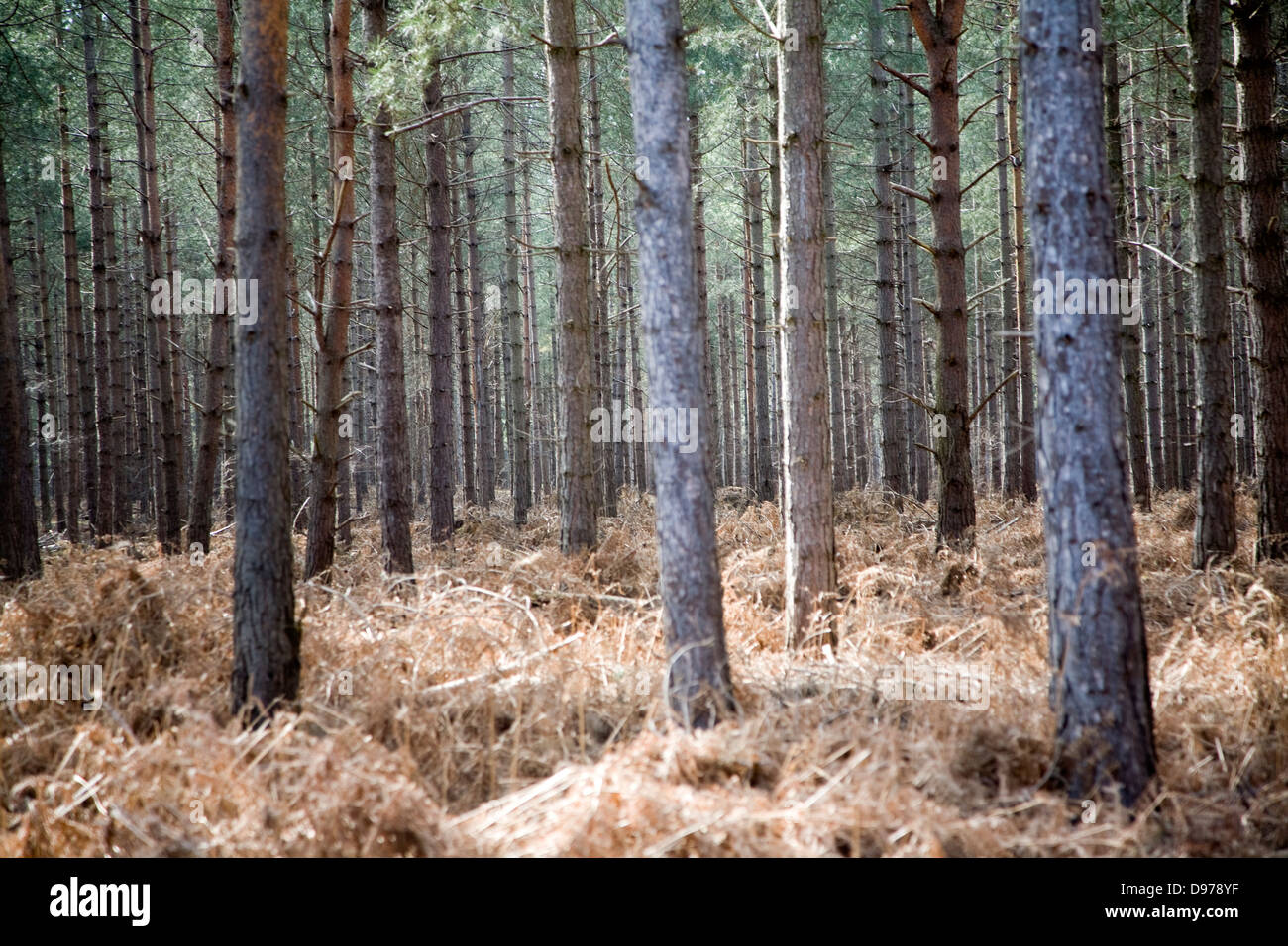 Conifer trees in Rendlesham Forest, Suffolk, England Stock Photo - Alamy