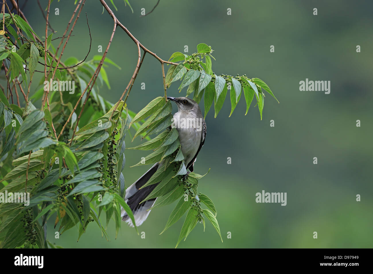 Tropical Mockingbird (Mimus gilvus Stock Photo - Alamy