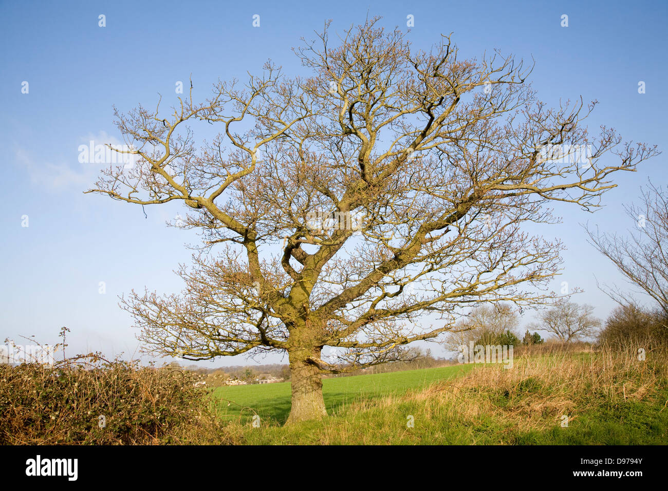 Leafless oak tree hi-res stock photography and images - Alamy