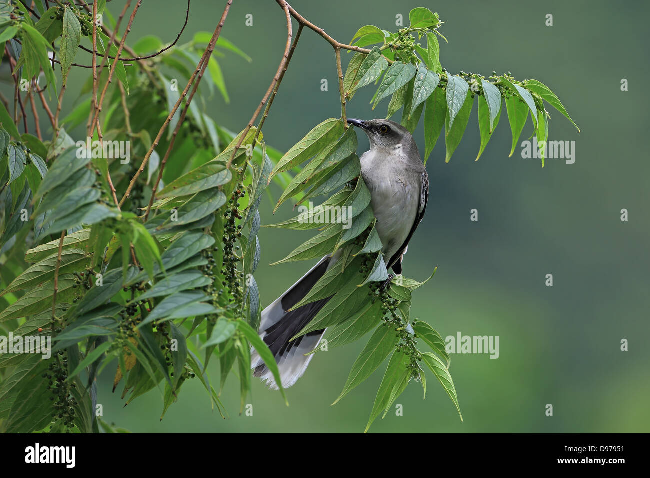 Tropical mockingbird hi-res stock photography and images - Alamy