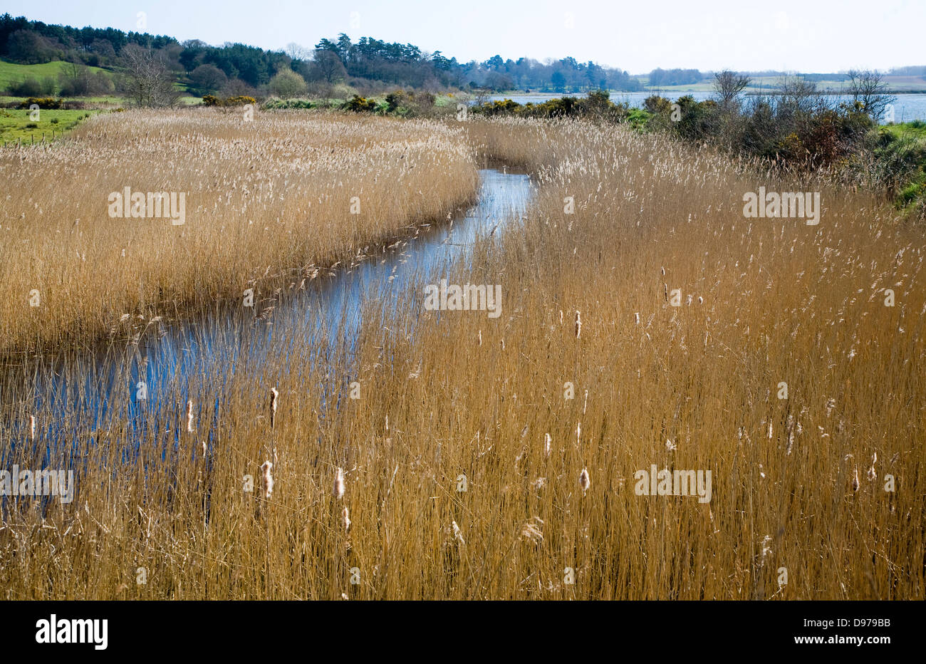 Drainage ditch and reedbeds, Martlesham Creek, River Deben, Suffolk ...
