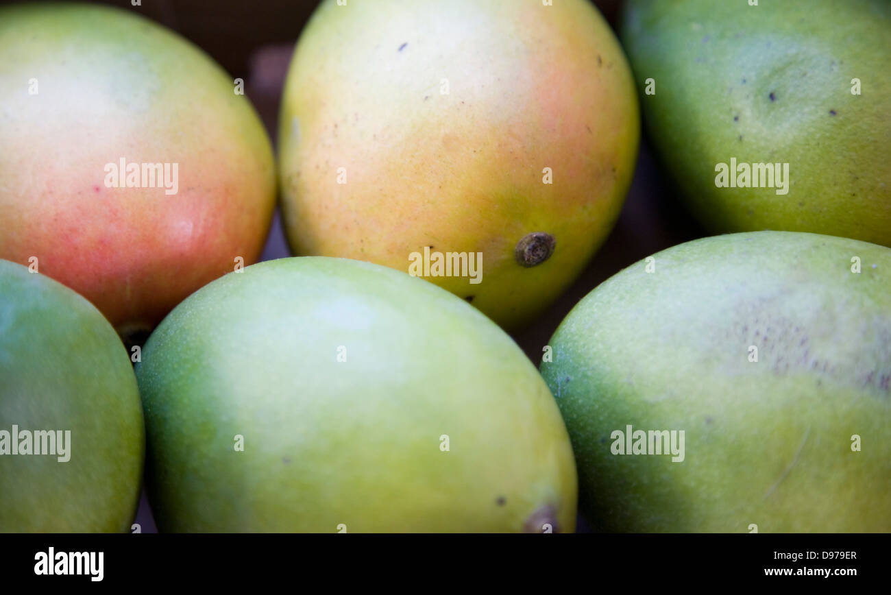 Ripening mangoes hi-res stock photography and images - Alamy