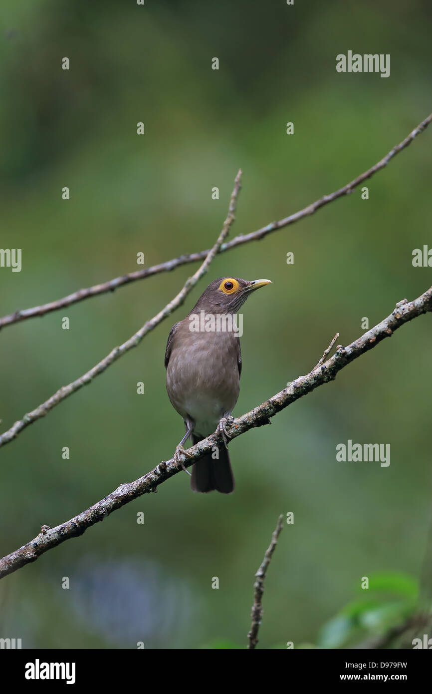 Spectacled Thrush (Turdus nudigenis Stock Photo - Alamy