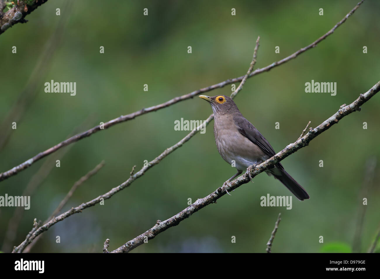 Turdus Nudigenis High Resolution Stock Photography and Images - Alamy