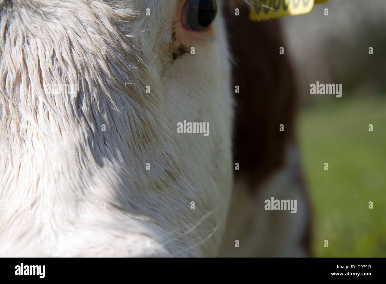 Eyes cow hi-res stock photography and images - Alamy