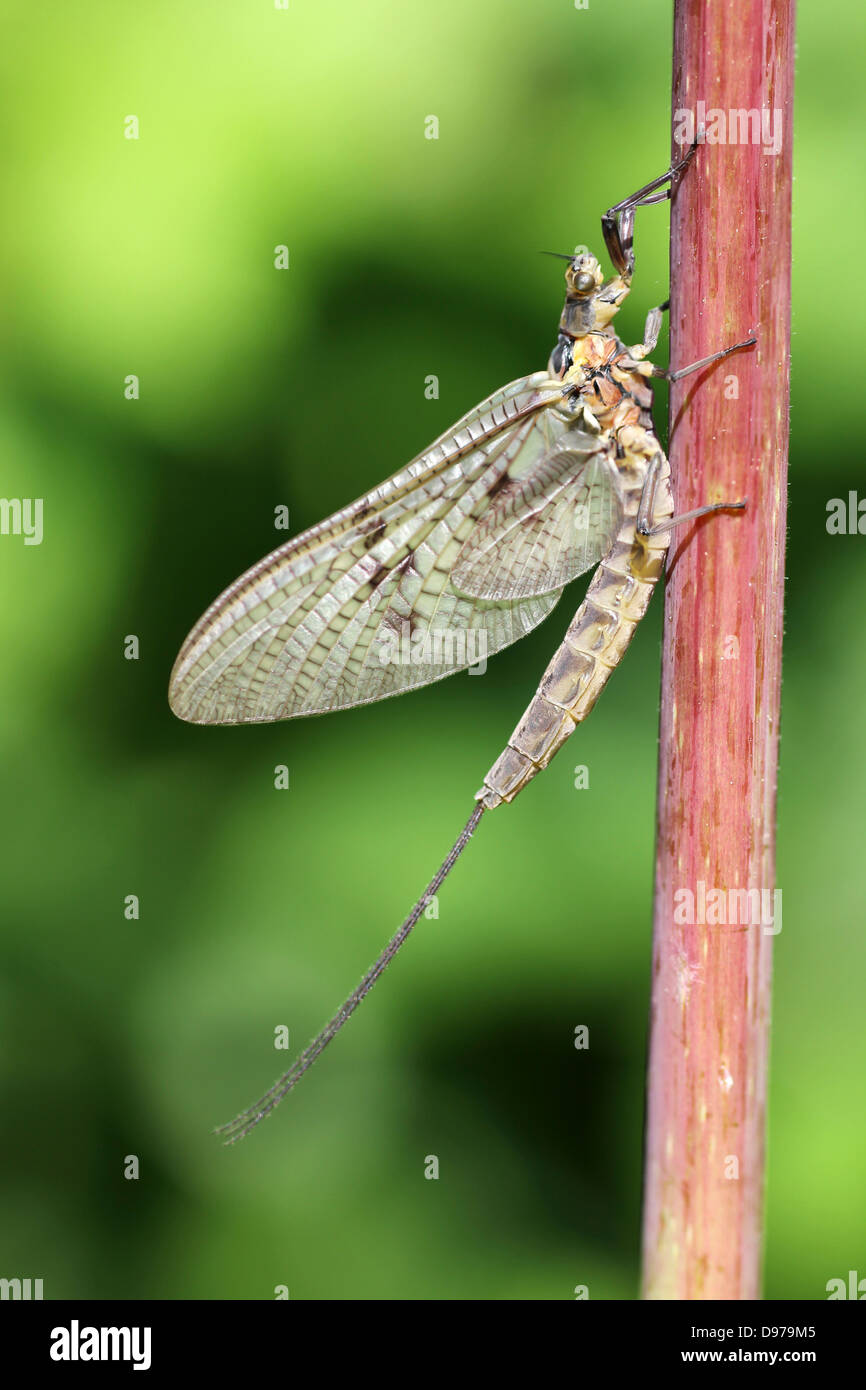 Ephemera hi-res stock photography and images - Alamy