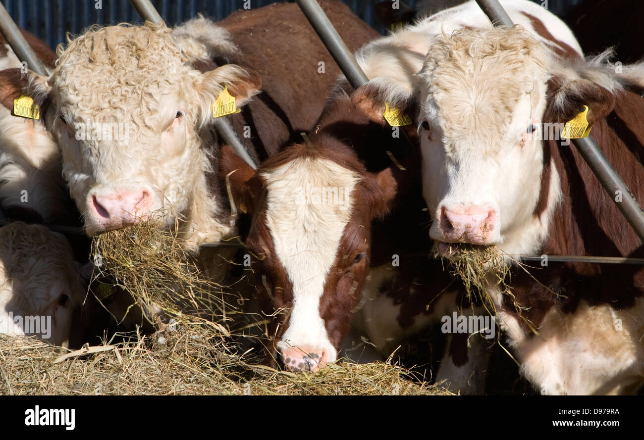 Hereford cattle feeding hi-res stock photography and images - Alamy