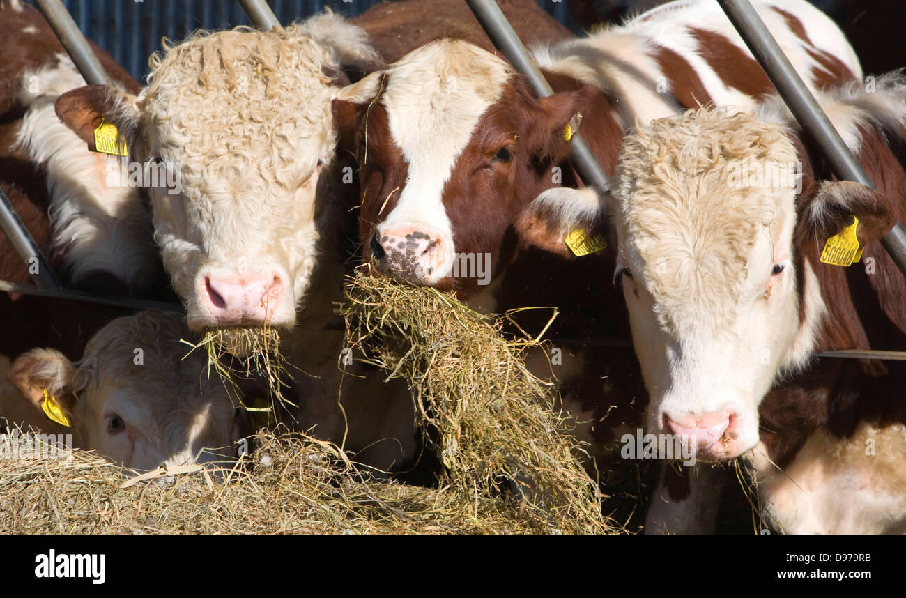 Cattle eating hay hi-res stock photography and images - Alamy