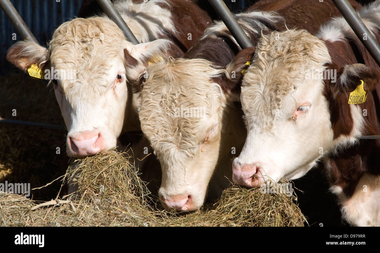 Cow cows eating hay hi-res stock photography and images - Alamy