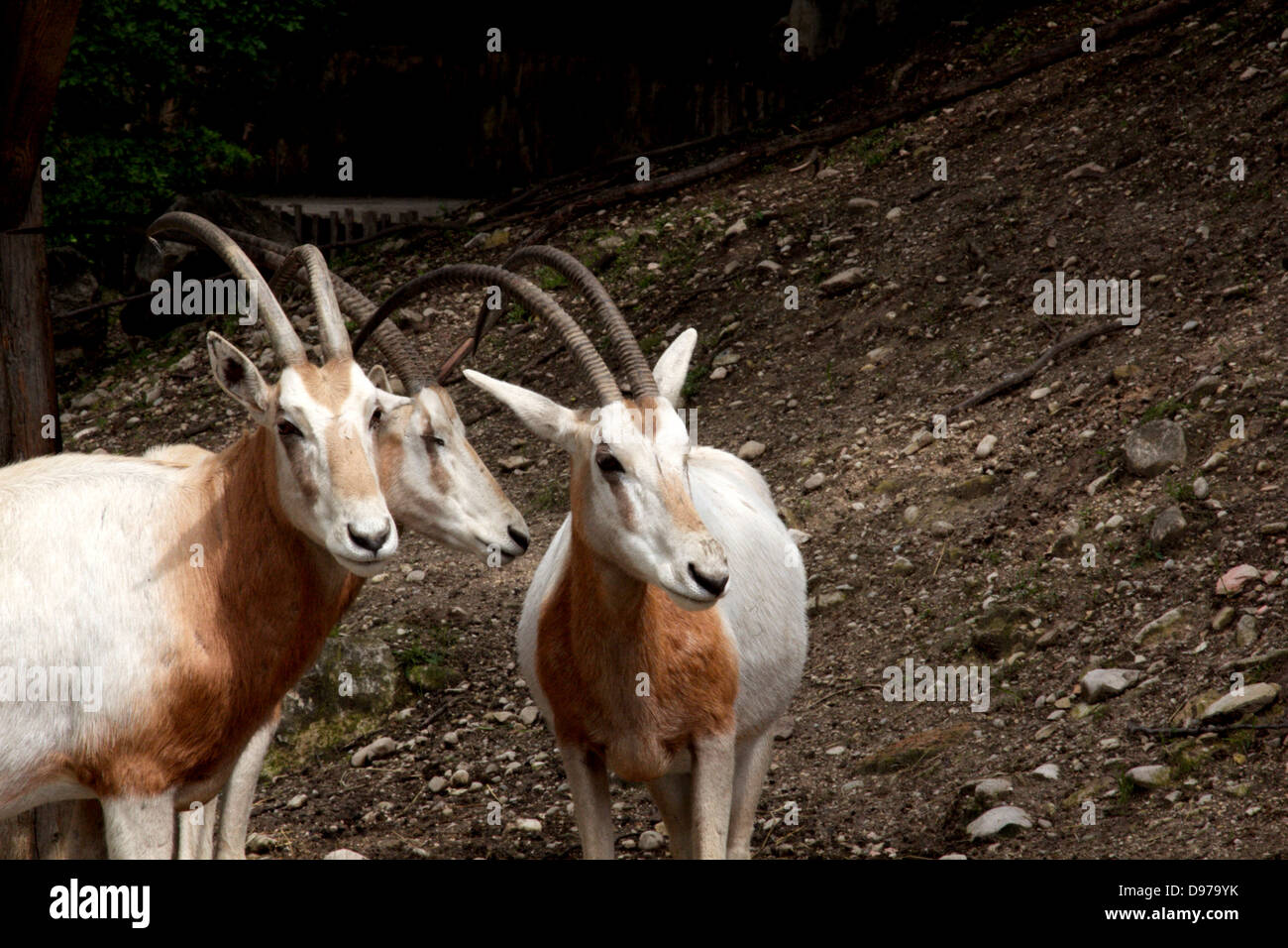 some goat in wildlife Stock Photo - Alamy