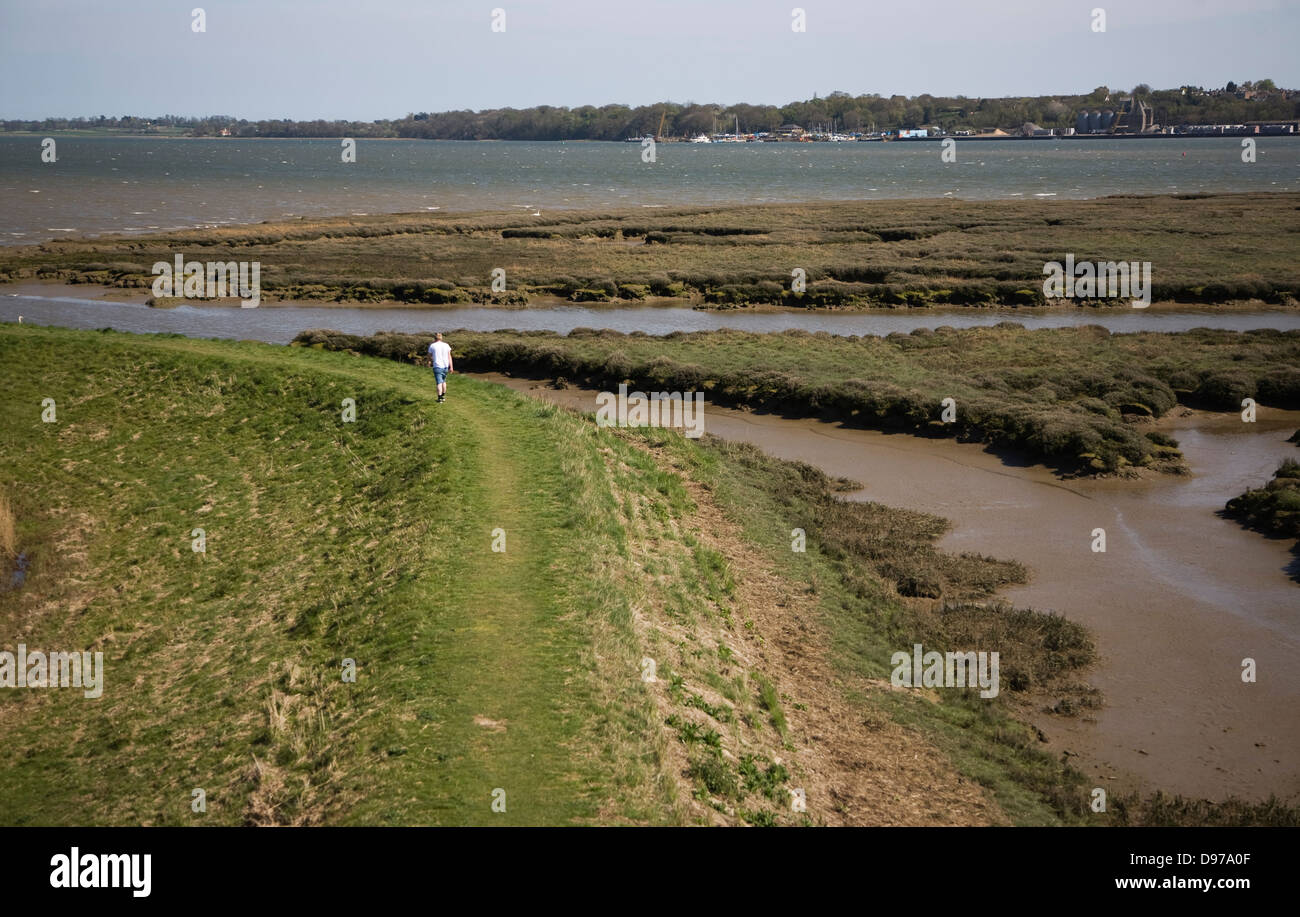 Man walking on flood defence barrier wall of River Stour at Brantham ...