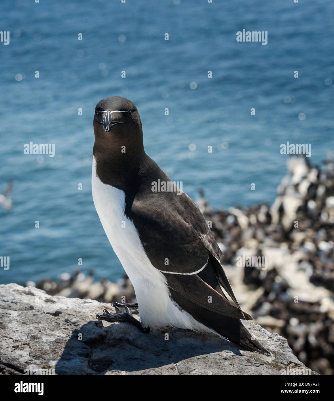 Razorbill (Alca torda Stock Photo - Alamy