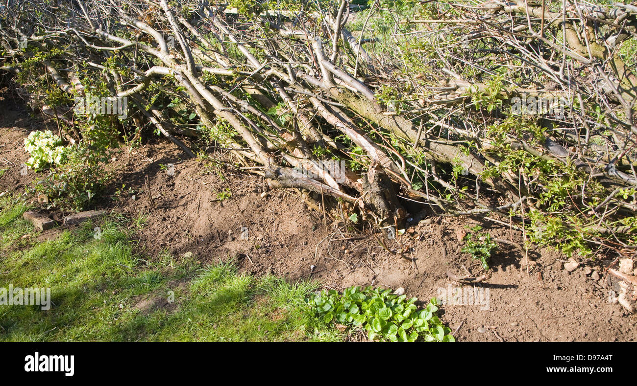 Hedge laying hi-res stock photography and images - Alamy