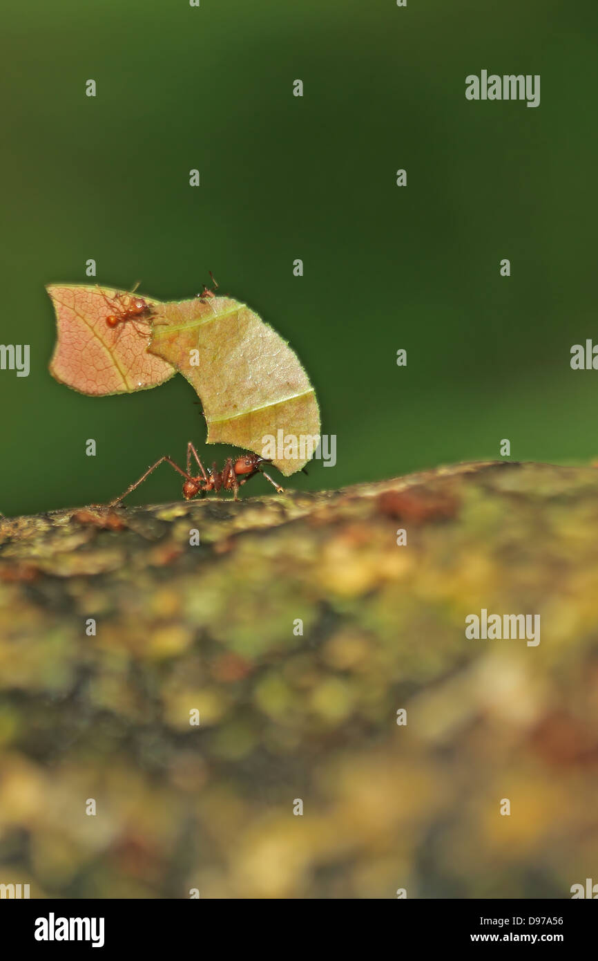 Atta Cephalotes Insect High Resolution Stock Photography and Images - Alamy