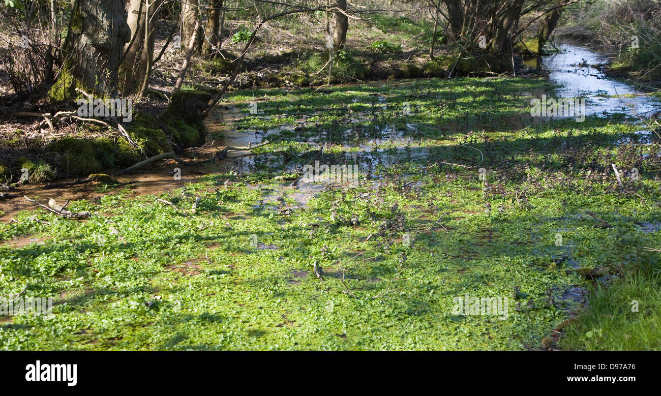 Watercress plant hi-res stock photography and images - Alamy