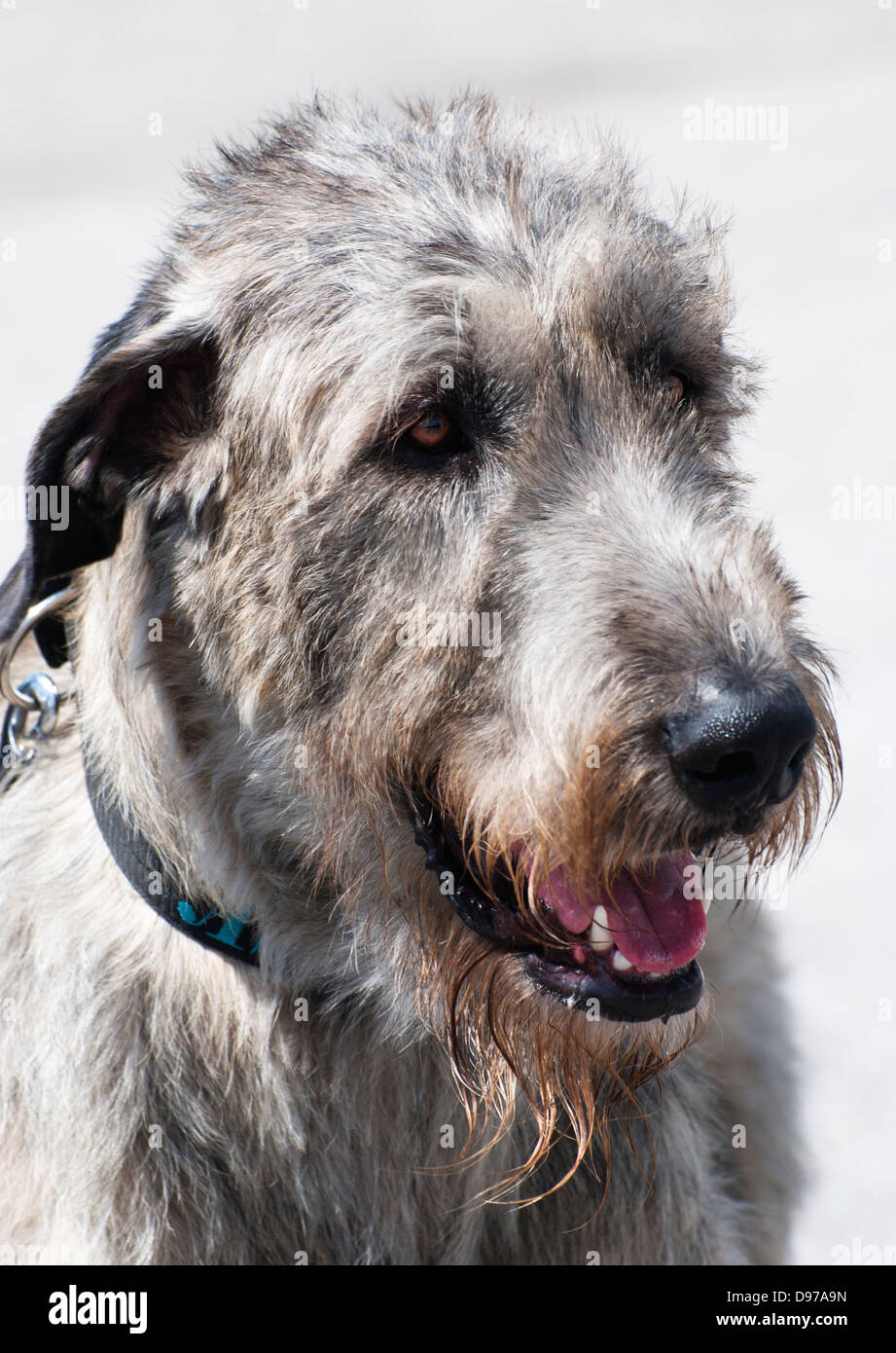 Portrait of irish wolfhound dog Stock Photo - Alamy