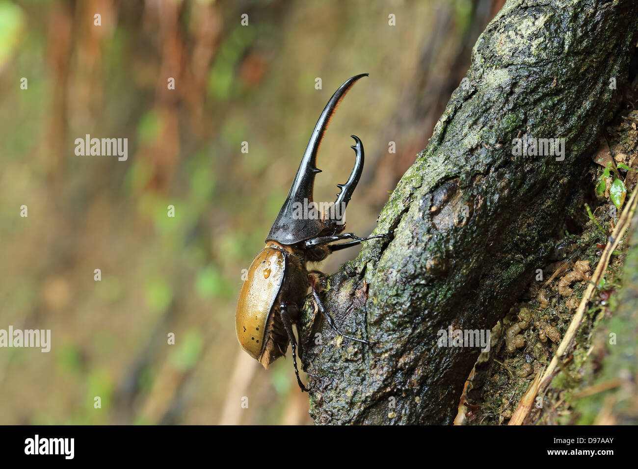 Hercules Beetle (Dynastes hercules Stock Photo - Alamy