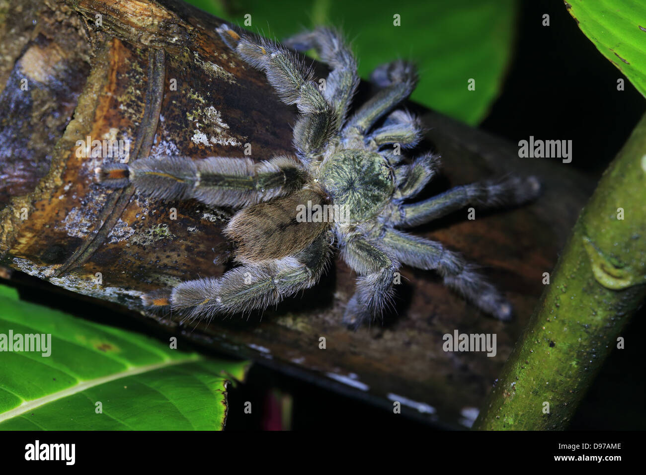 Trinidad Chevron Tarantula (Psalmopoeus cambridgei Stock Photo - Alamy