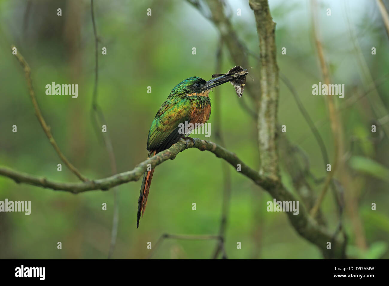 Rufous-tailed Jacamar (Galbula ruficauda Stock Photo - Alamy
