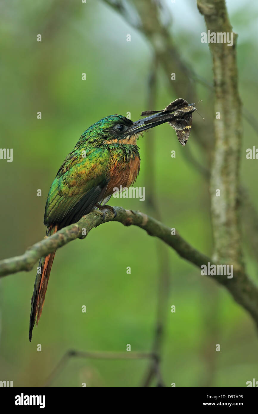 Rufous-tailed Jacamar (Galbula ruficauda Stock Photo - Alamy