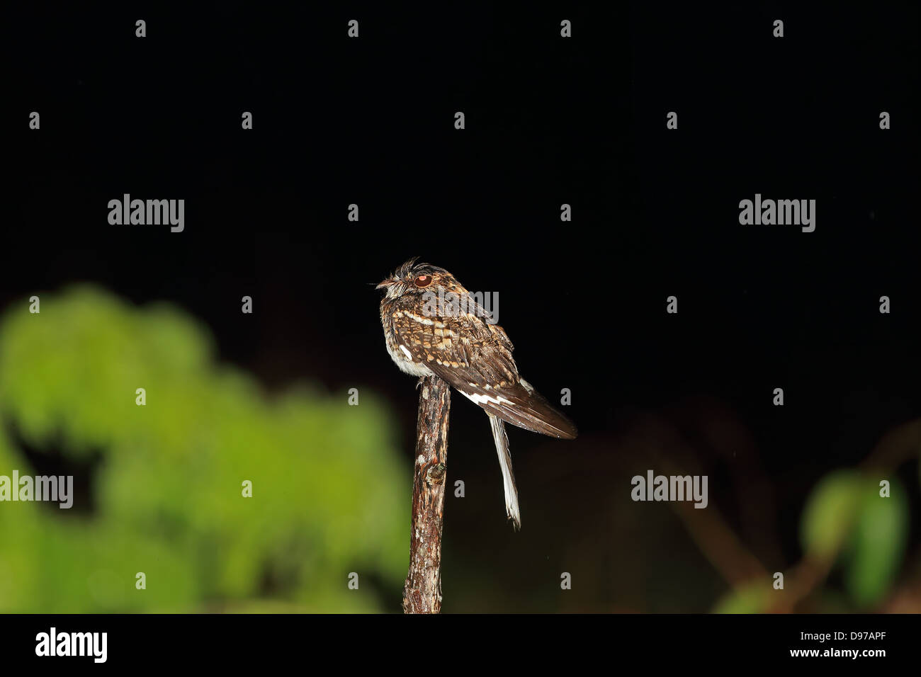 White-tailed Nightjar (Caprimulgas cayennensis Stock Photo - Alamy