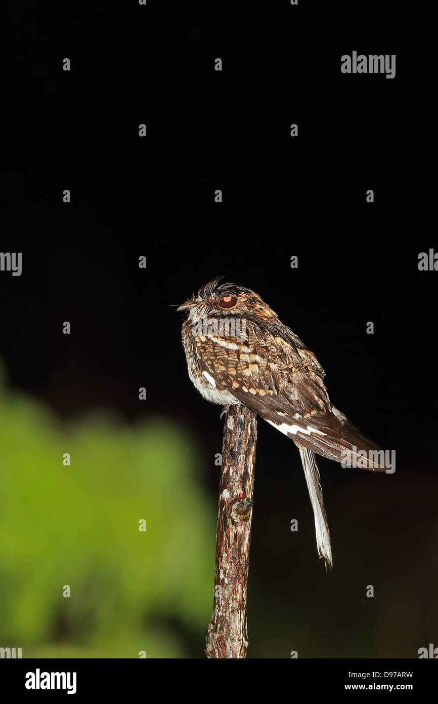 White-tailed Nightjar (Caprimulgas cayennensis Stock Photo - Alamy