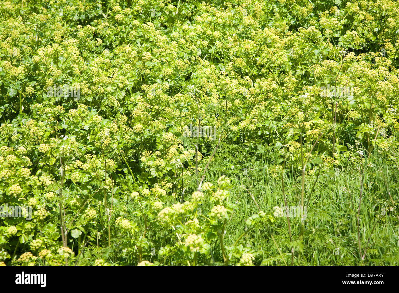 Plants found in coastal areas hi-res stock photography and images - Alamy