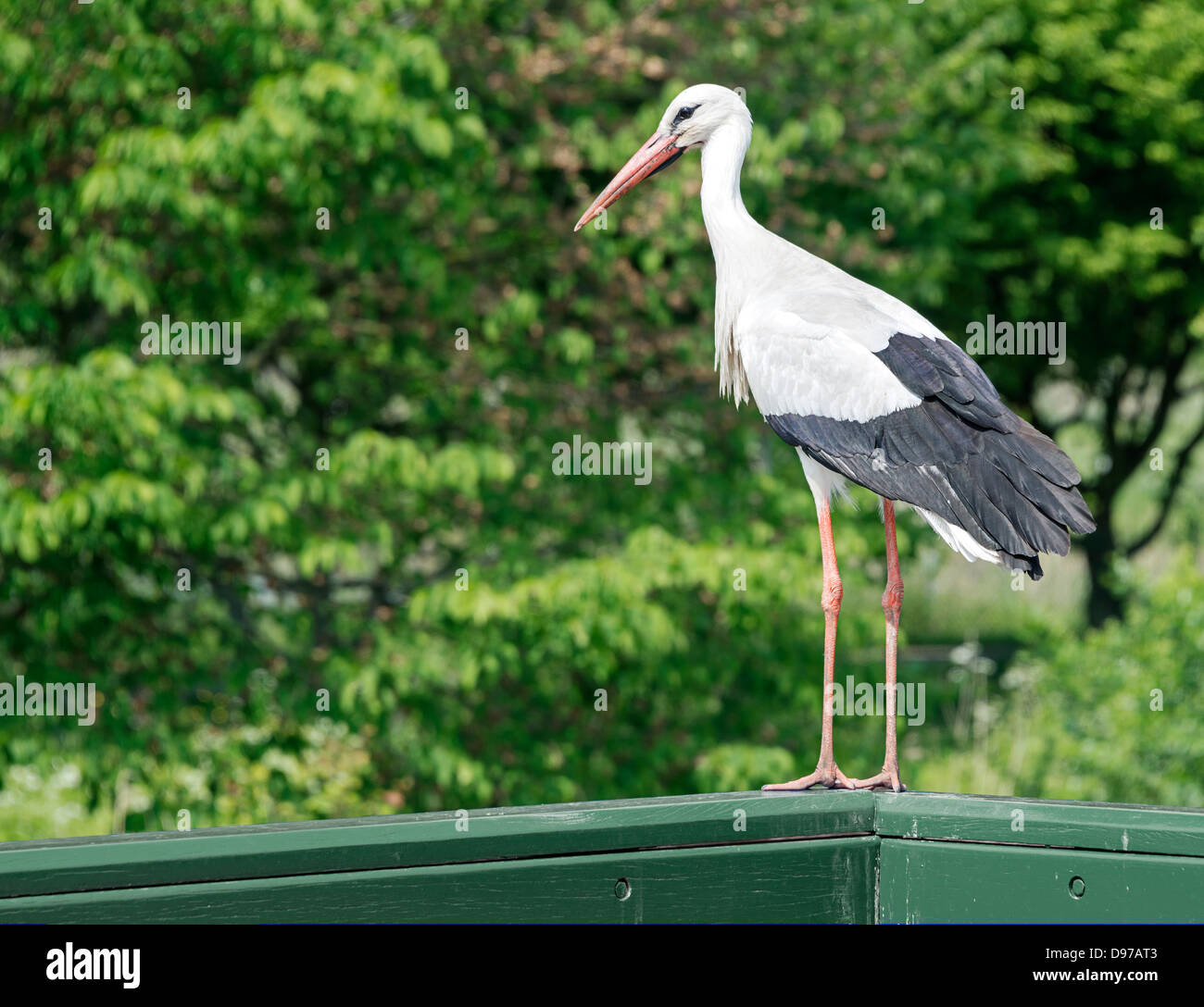 Wooden stork hi-res stock photography and images - Alamy
