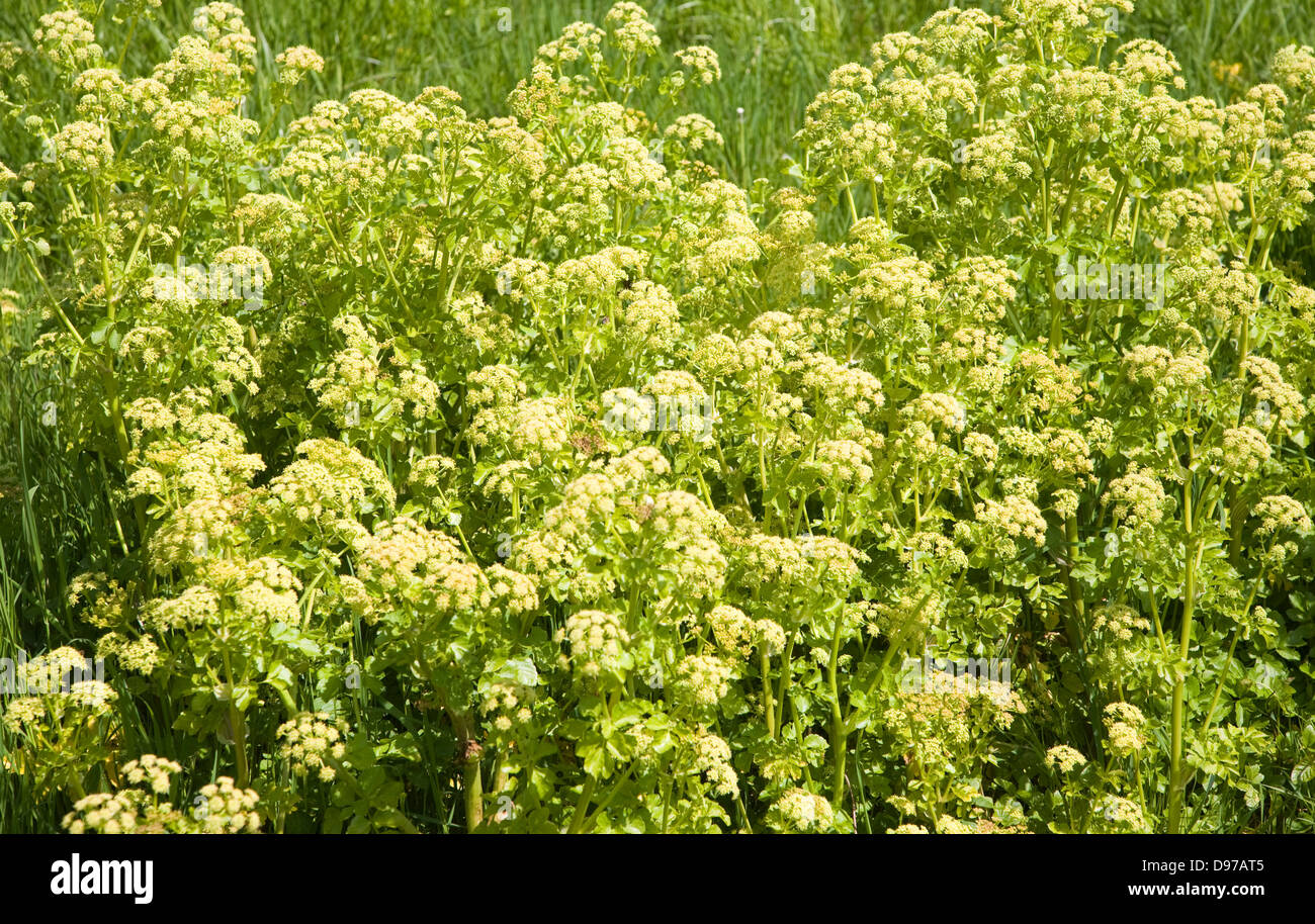 Plants found in coastal areas hi-res stock photography and images - Alamy