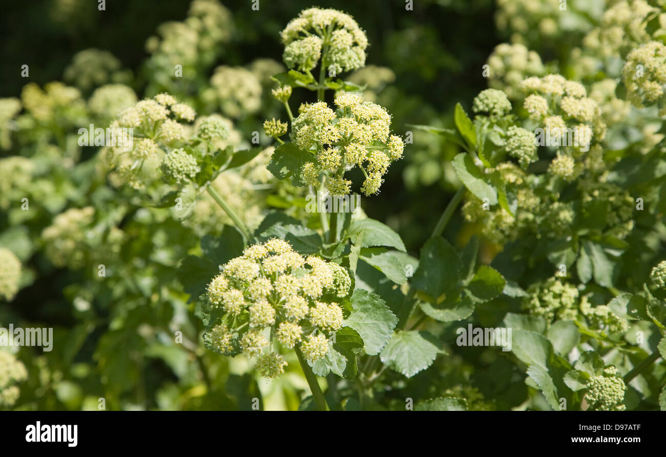 Plants found in coastal areas hi-res stock photography and images - Alamy