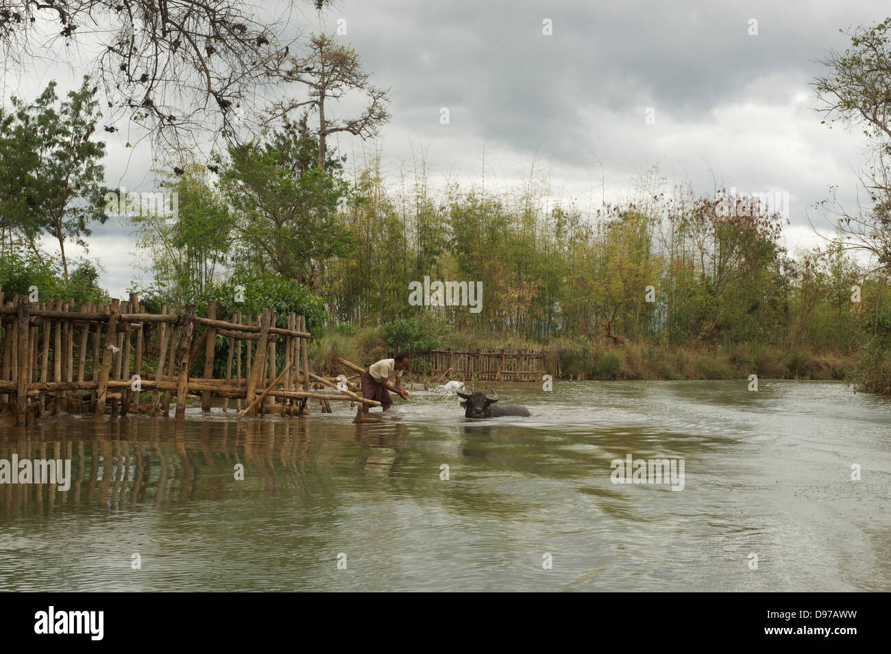 Washing Buffalo High Resolution Stock Photography and Images - Alamy