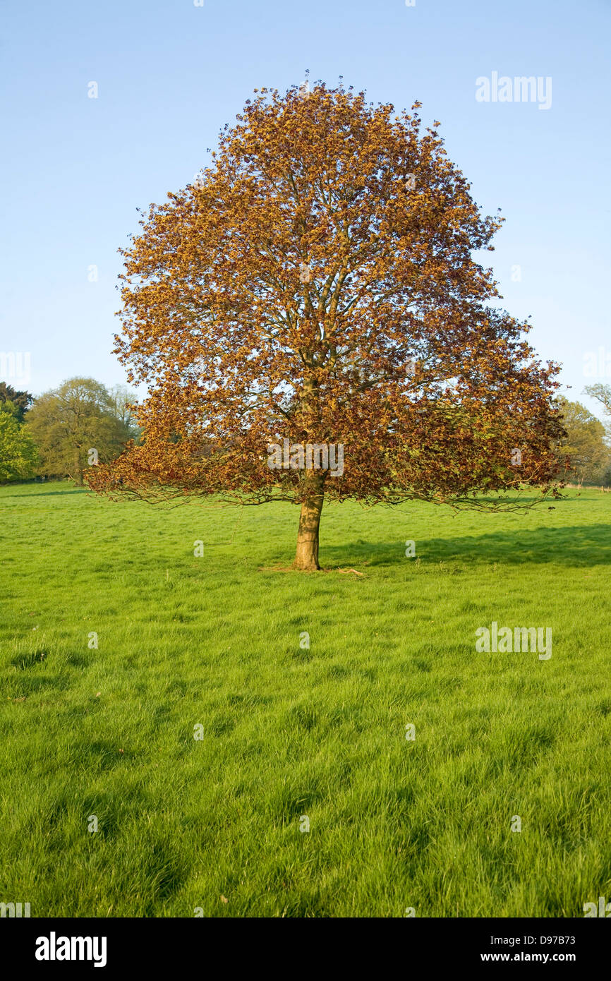 Norway maple tree, acer platanoides, in spring blossom and leaf ...