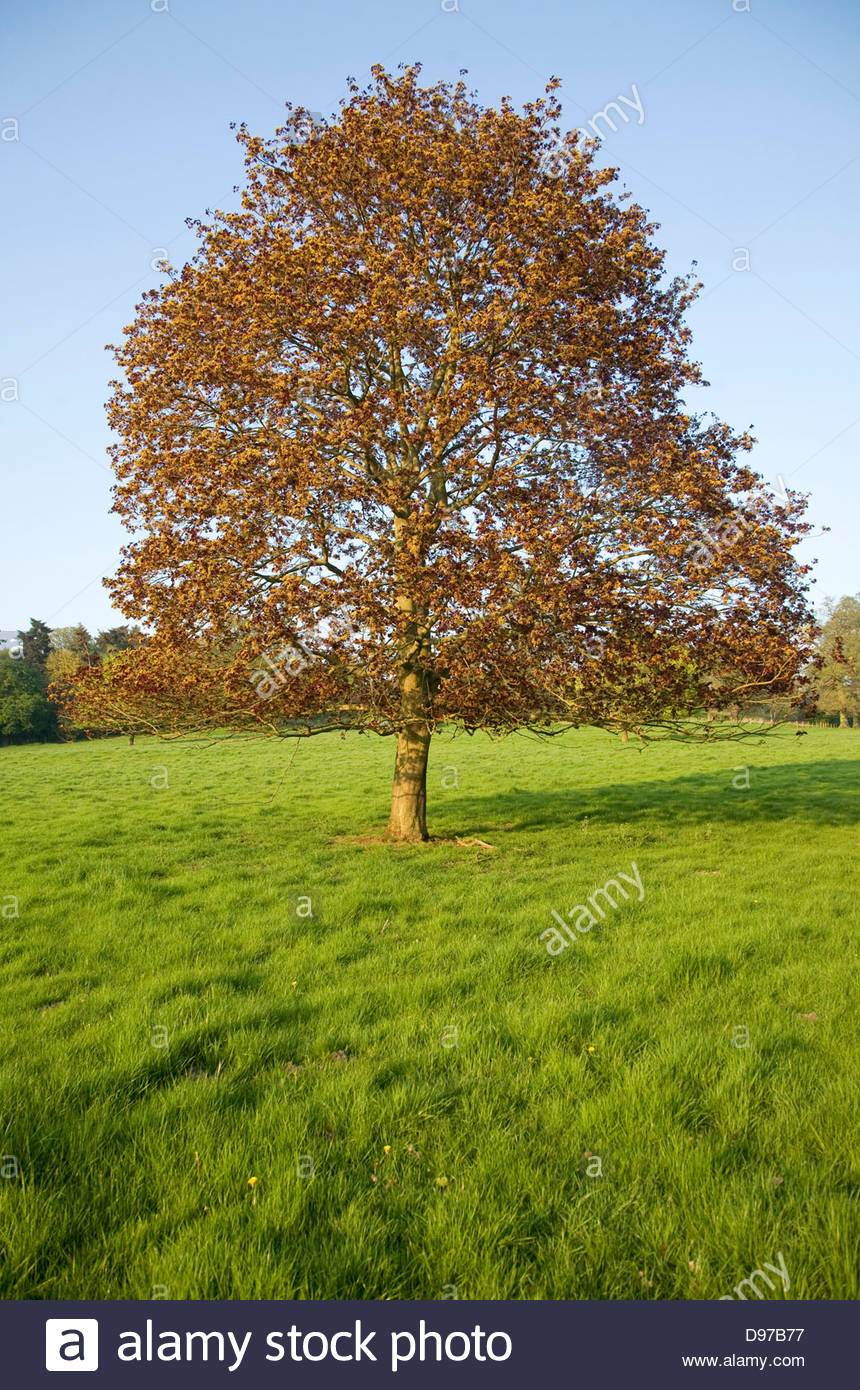 Norway Maple Tree Stock Photos & Norway Maple Tree Stock Images - Alamy