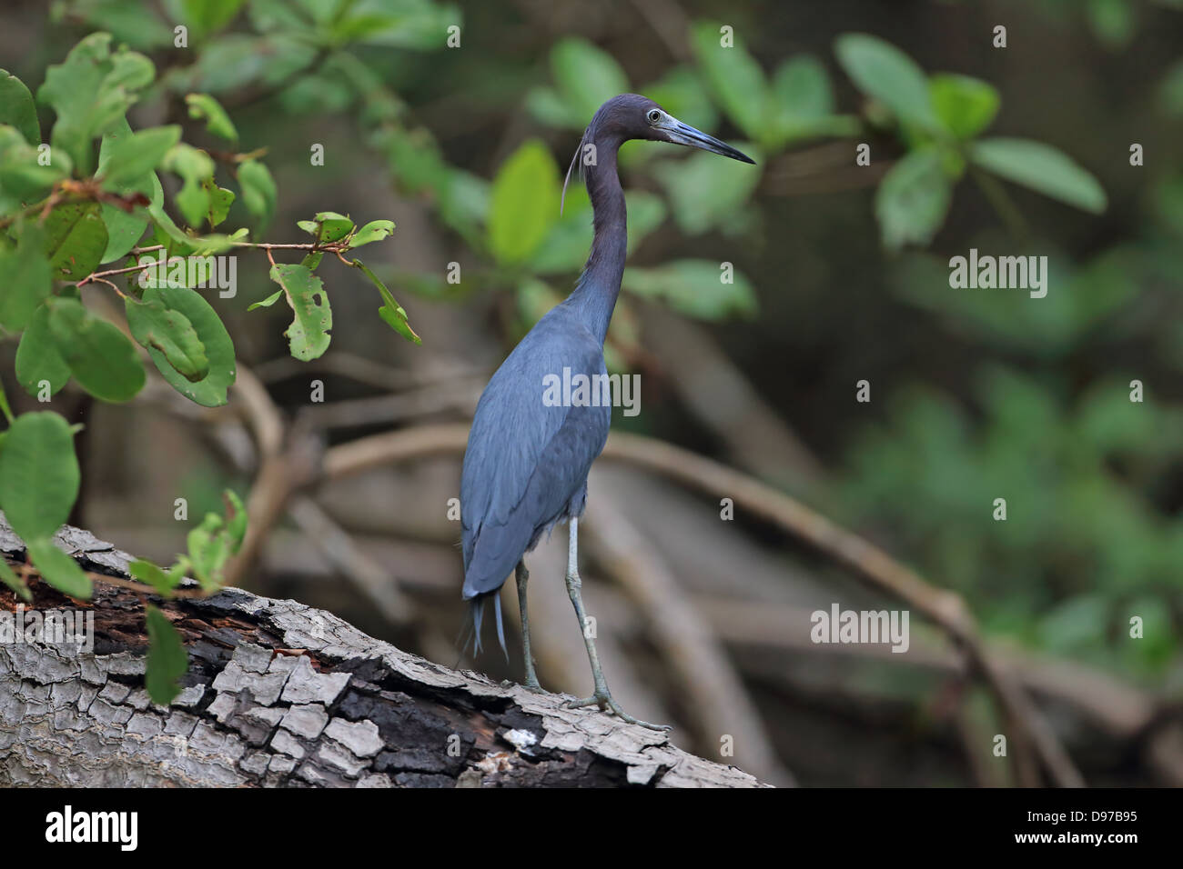Little Blue Heron (Egretta caerulea Stock Photo - Alamy