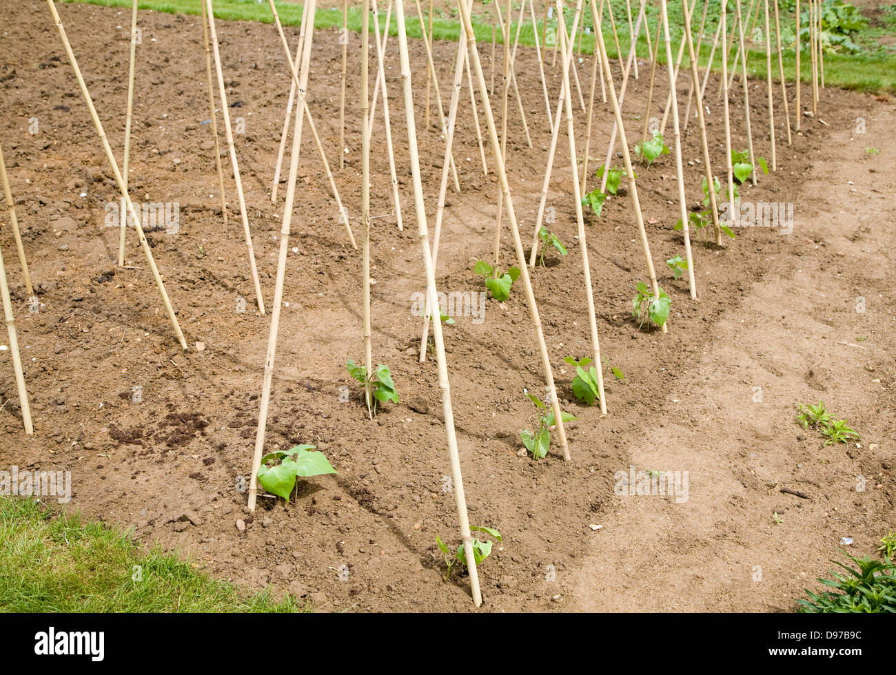 Runner bean plants and supporting canes allotment garden, Shottisham ...